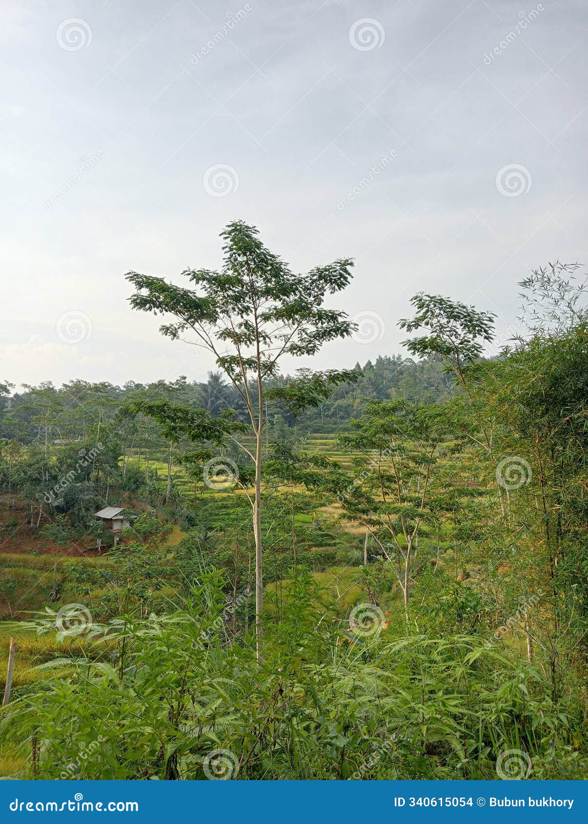 Rice Fields and Trees that Blend with Nature Stock Photo - Image of ...