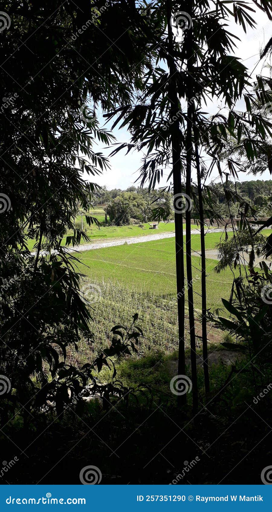 The Rice Fields of Trees and Gardens and Green Grass and There is a ...