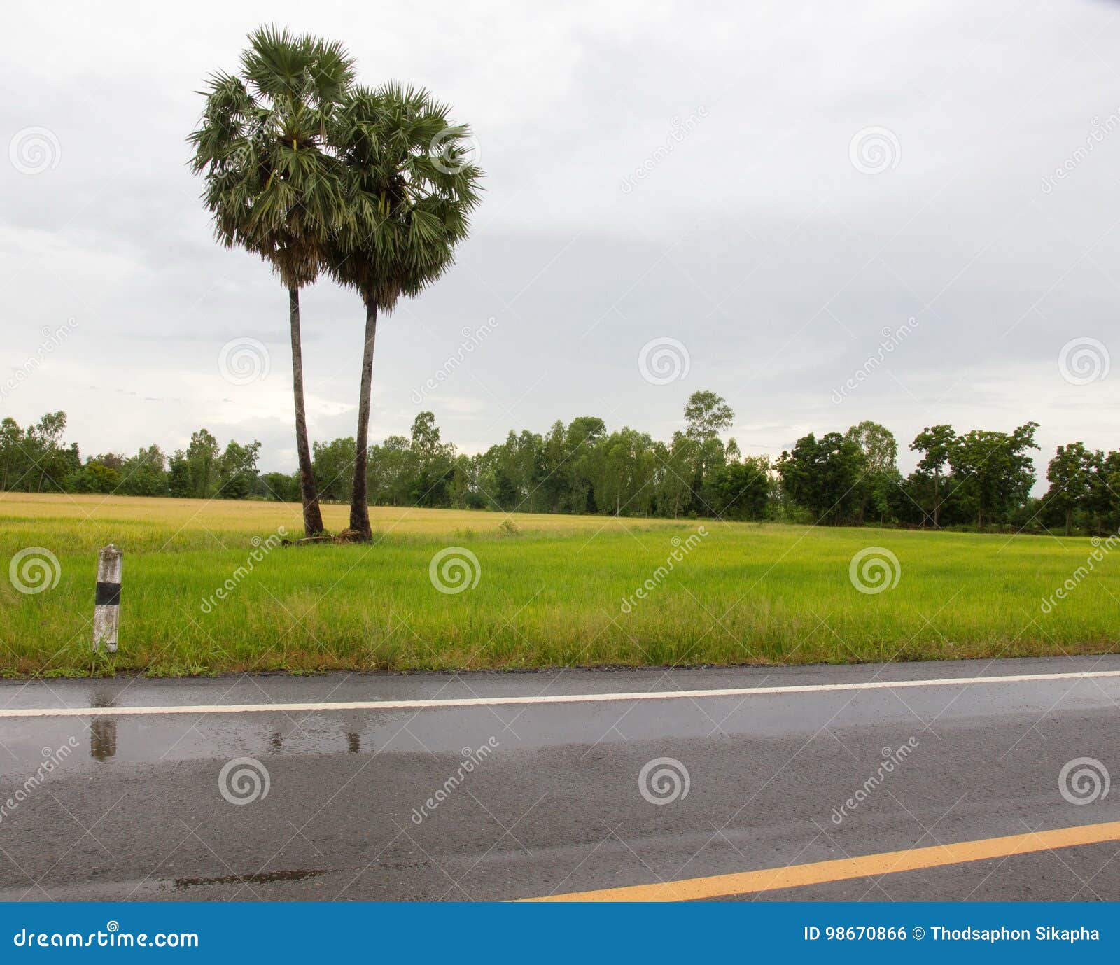 Rice fields and Trunks stock photo. Image of plants, foliage - 98670866