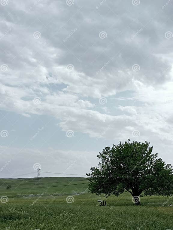 Rice Fields in Turkey Batman Village Stock Image - Image of turkey ...
