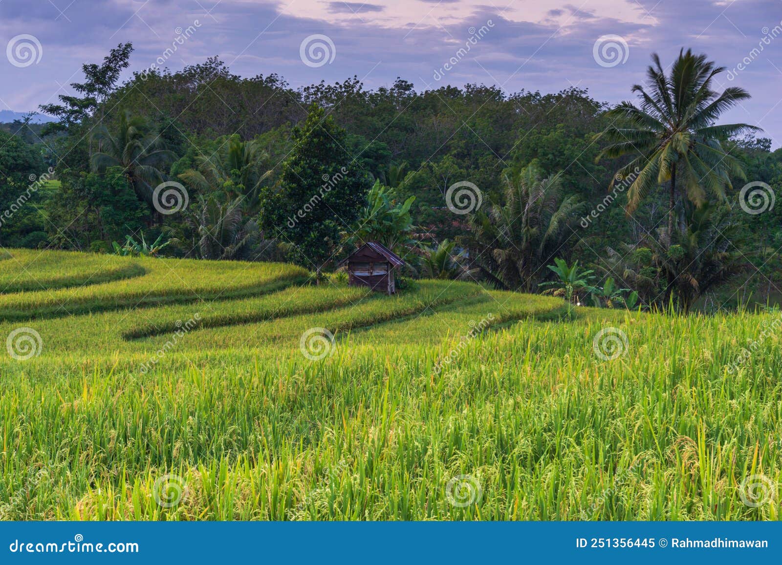 Rice fields in ubud stock image. Image of nature, bengkulu - 251356445