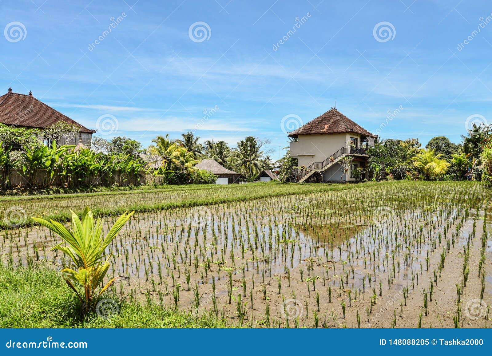 Rice fields in Ubud stock image. Image of landmark, lines - 148088205
