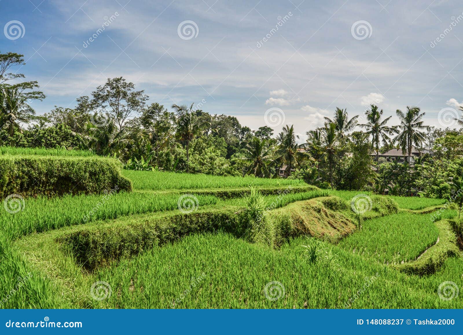 Rice fields in Ubud stock image. Image of island, bali - 148088237