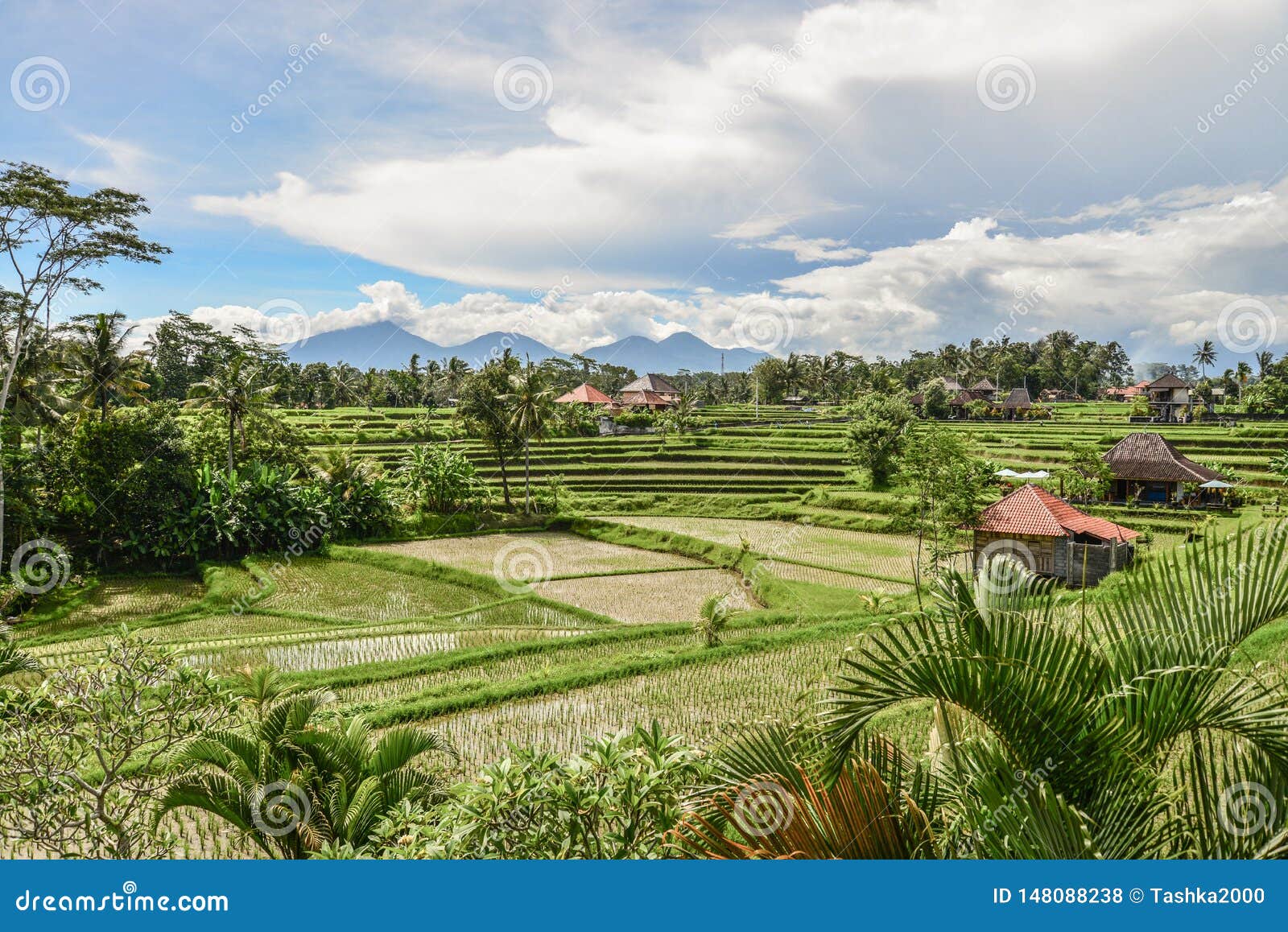Rice fields in Ubud stock photo. Image of hillside, culture - 148088238