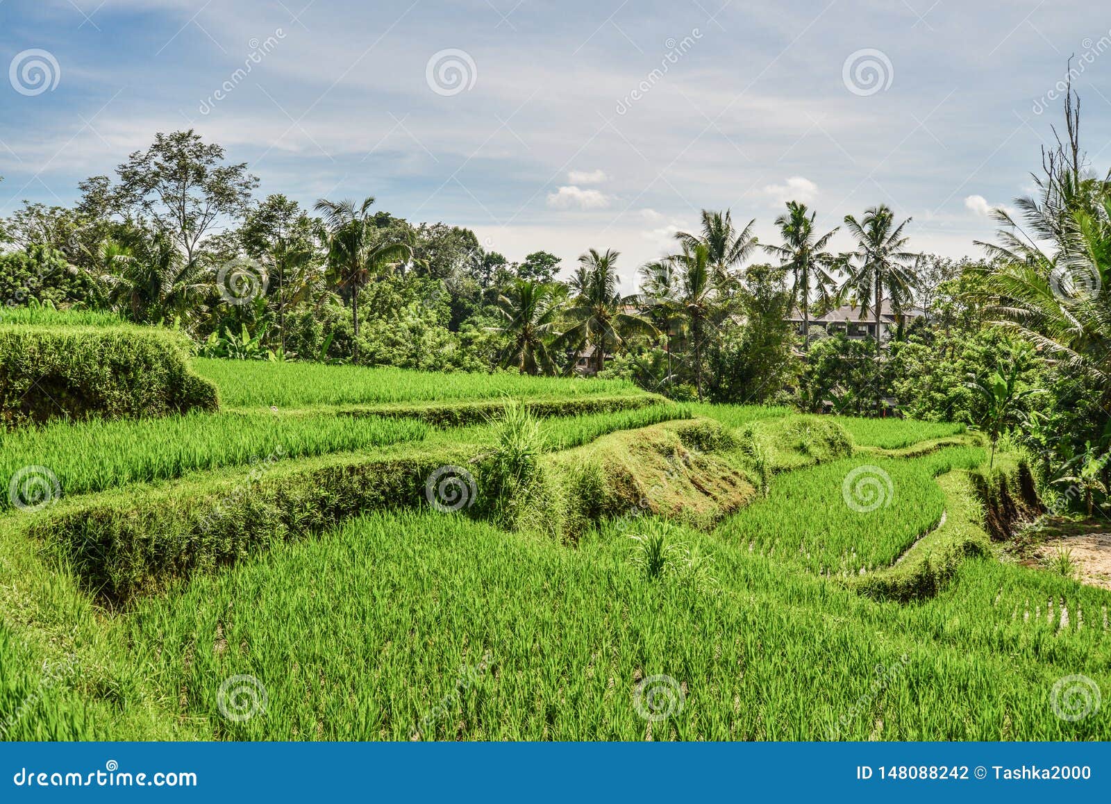 Rice fields in Ubud stock photo. Image of indonesia - 148088242