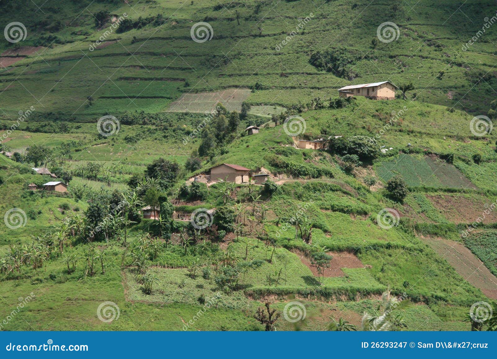 Rice Fields in Uganda, Africa Stock Image - Image of hillside, district ...