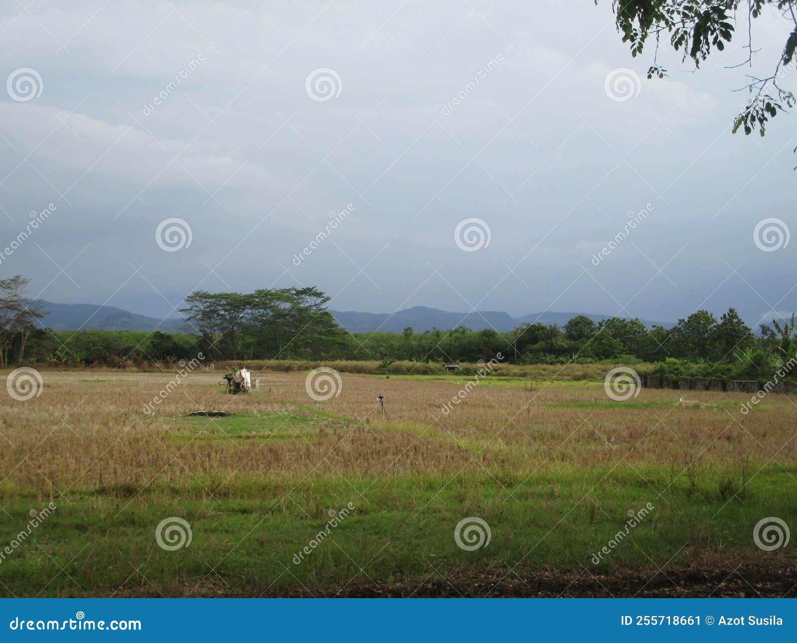 Rice Fields Under the Beautiful Foot of the Mountain, Subang Regency ...