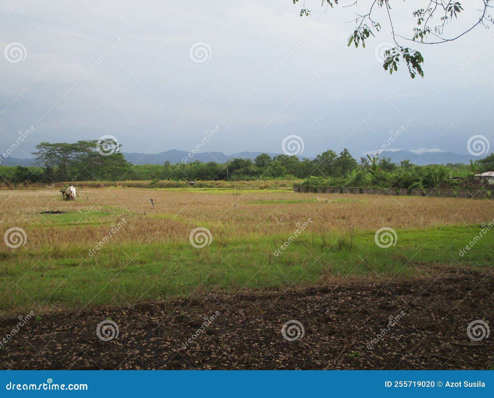 Rice Fields Under the Beautiful Foot of the Mountain, Subang Regency ...