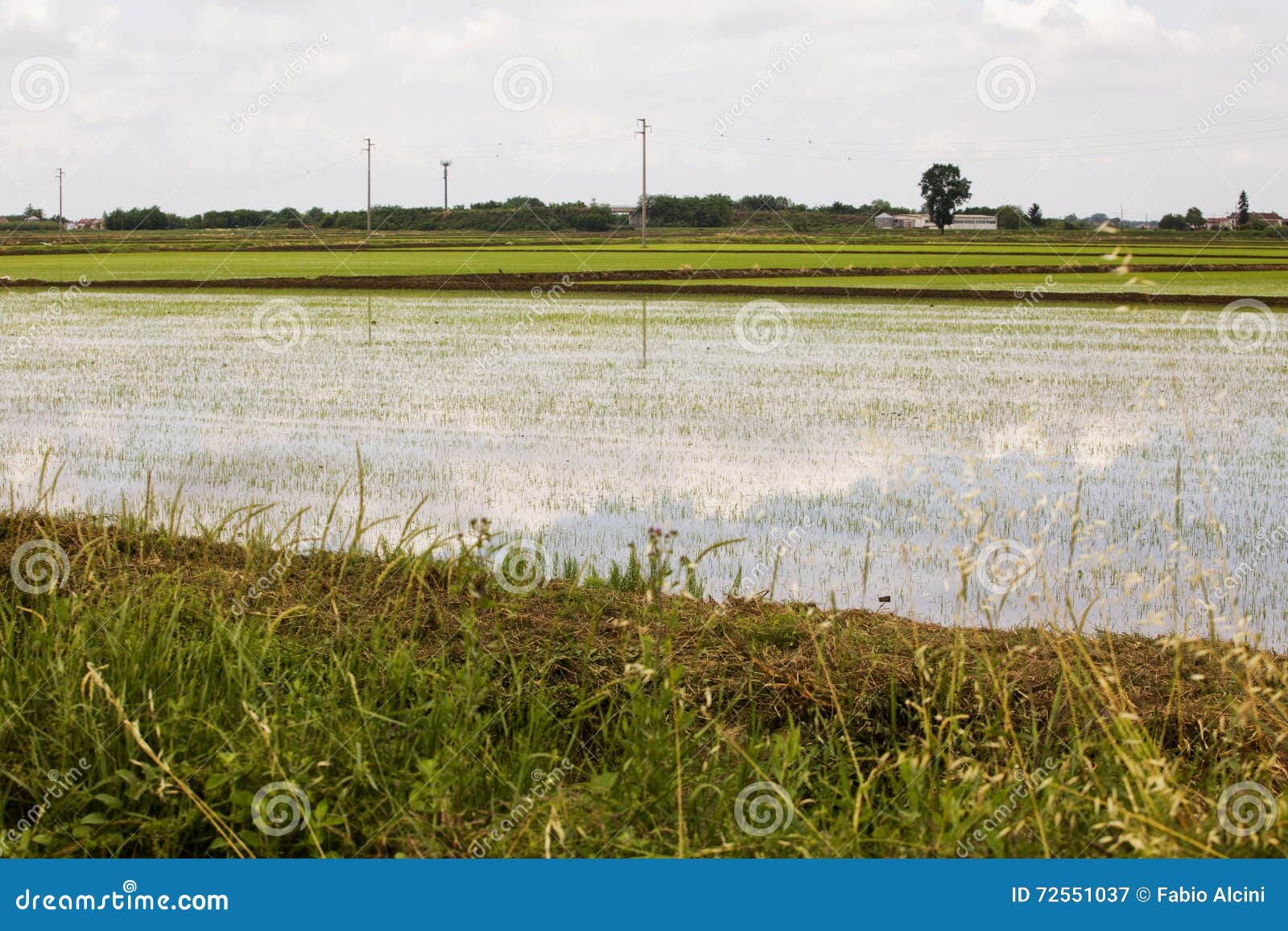Rice Fields Under Cloudy Sky Stock Image - Image of plant, rice: 72551037