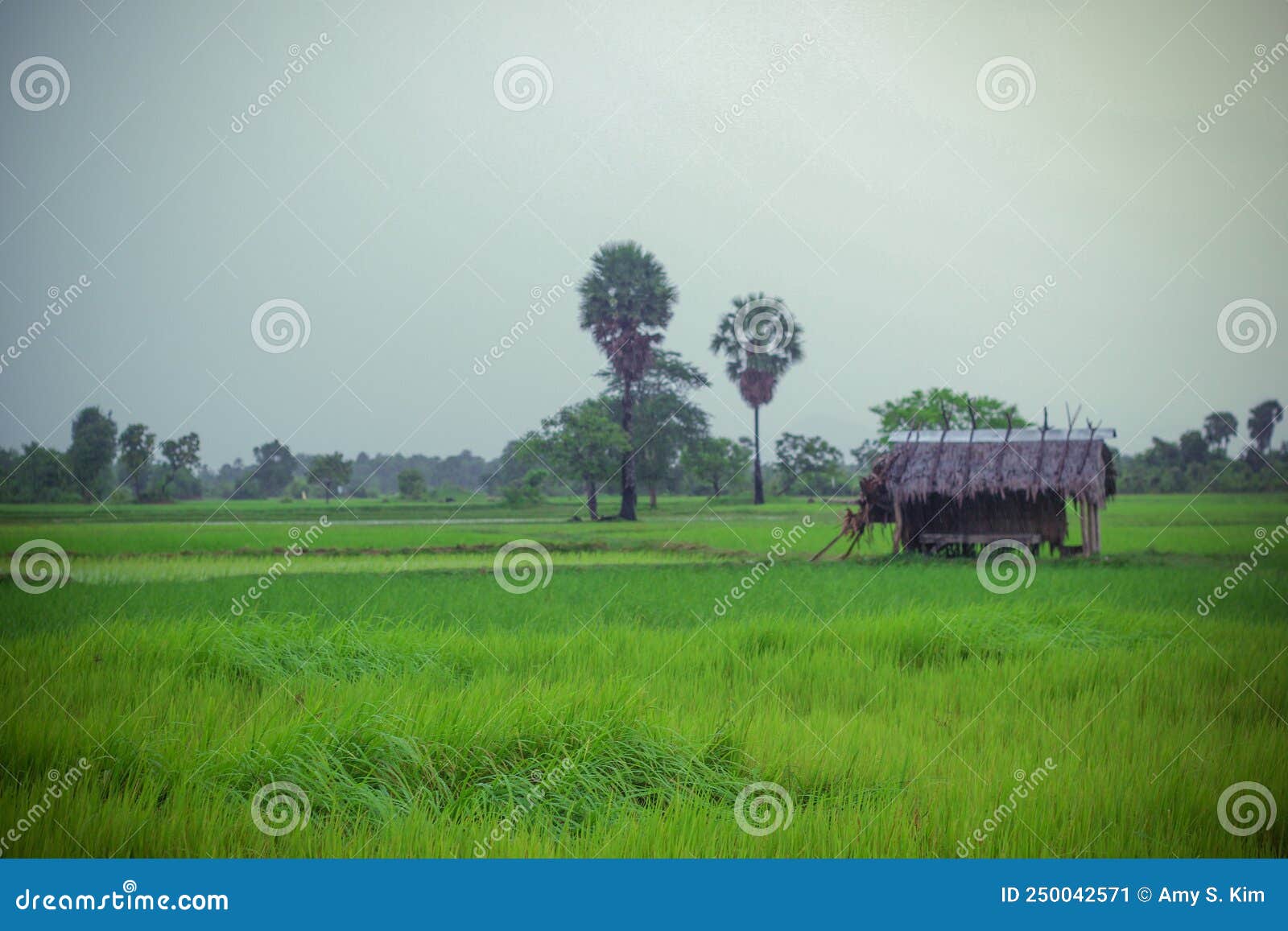 Rice Field Under the Rain in Countryside Stock Image - Image of oxes ...
