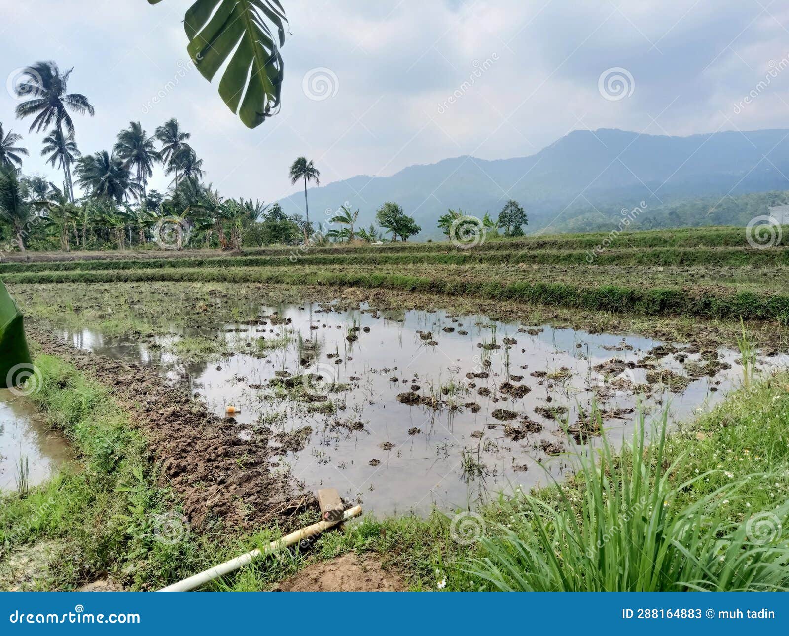 The Rice Fields Under the Unplanted Mountains on the Edge Lined with ...