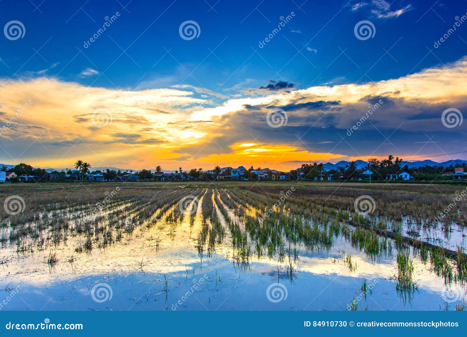 Rice Fields Picture. Image: 84910730