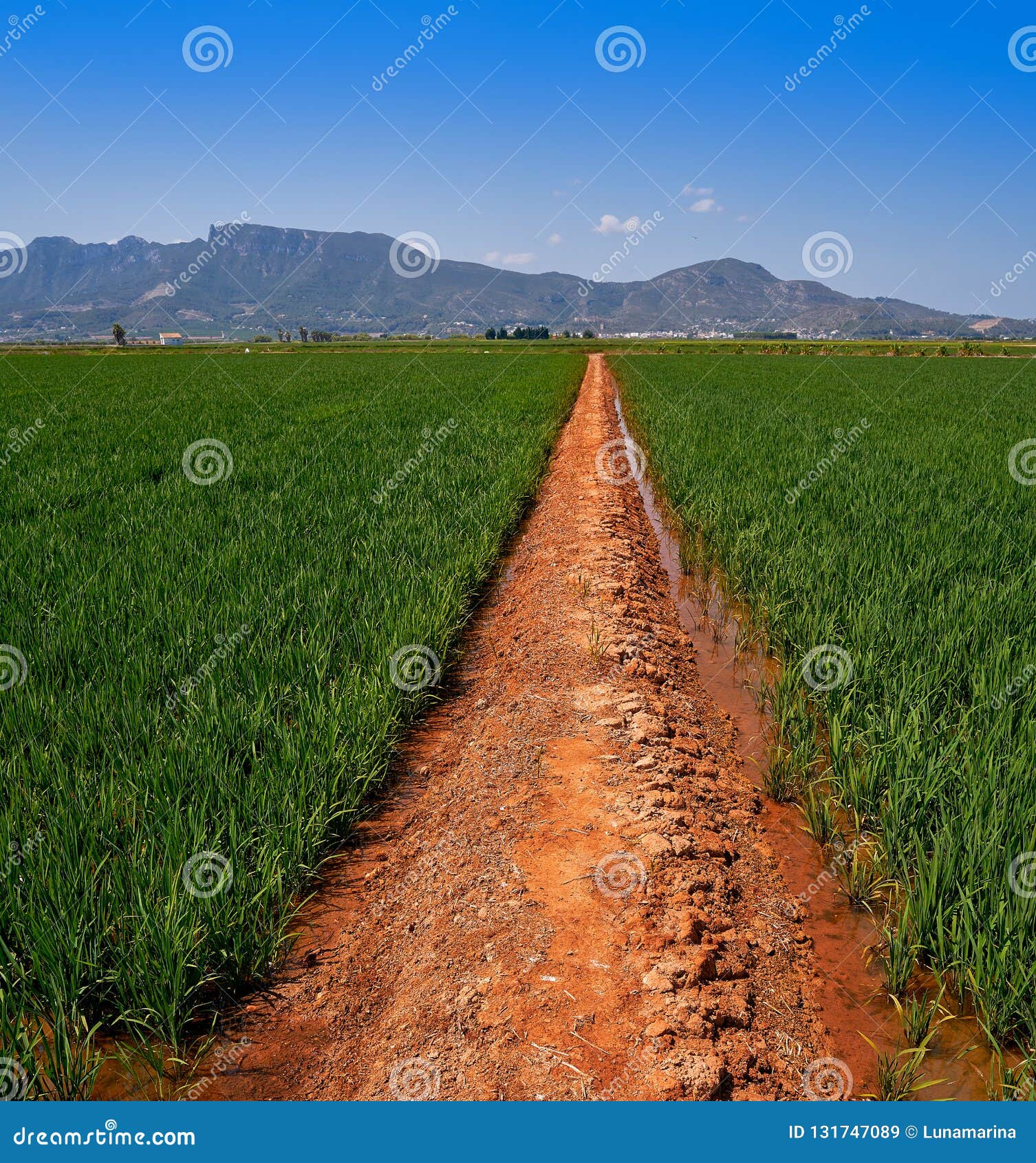 Rice Fields in Valencia at Corbera Mountains of Spain Stock Image ...