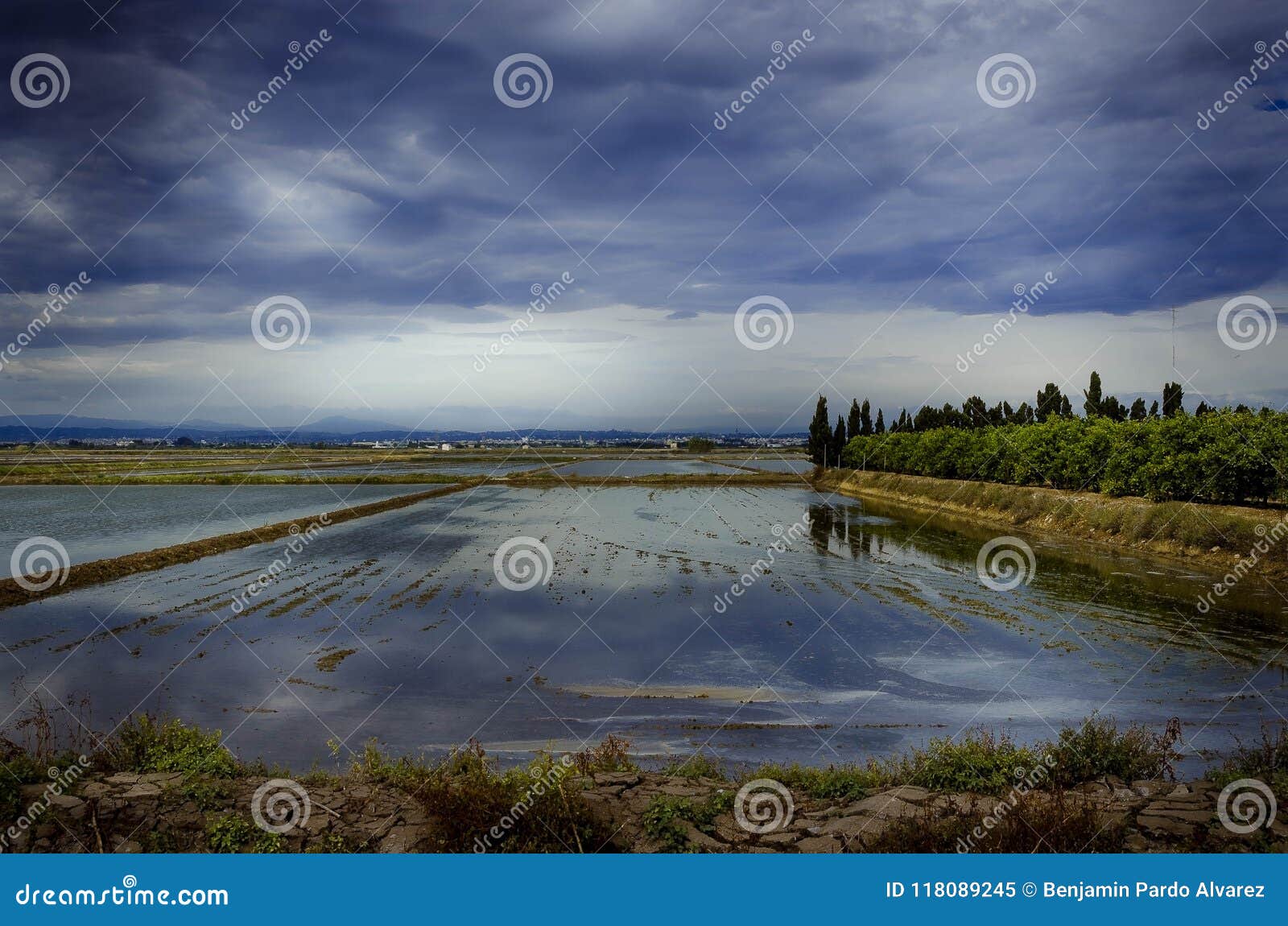 Rice fields in Valencia stock image. Image of cityscape - 118089245