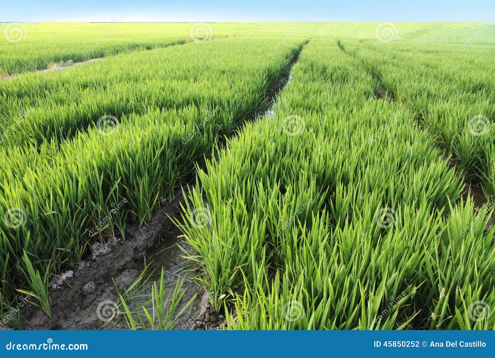 Rice fields,Valencia,Spain stock photo. Image of landscape - 45850252