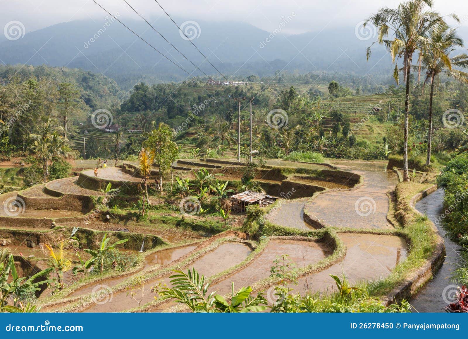 Rice Fields in a Valley at Bali Stock Photo - Image of grass, landscape ...