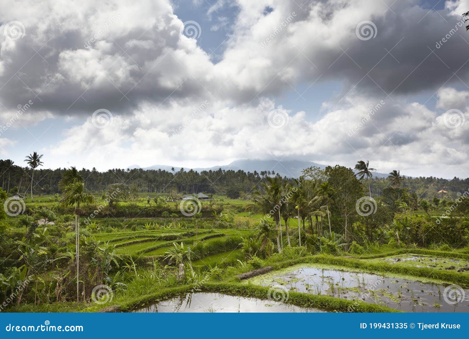 Rice Fields in a Valley at Morning Light. Bali Island Stock Image ...