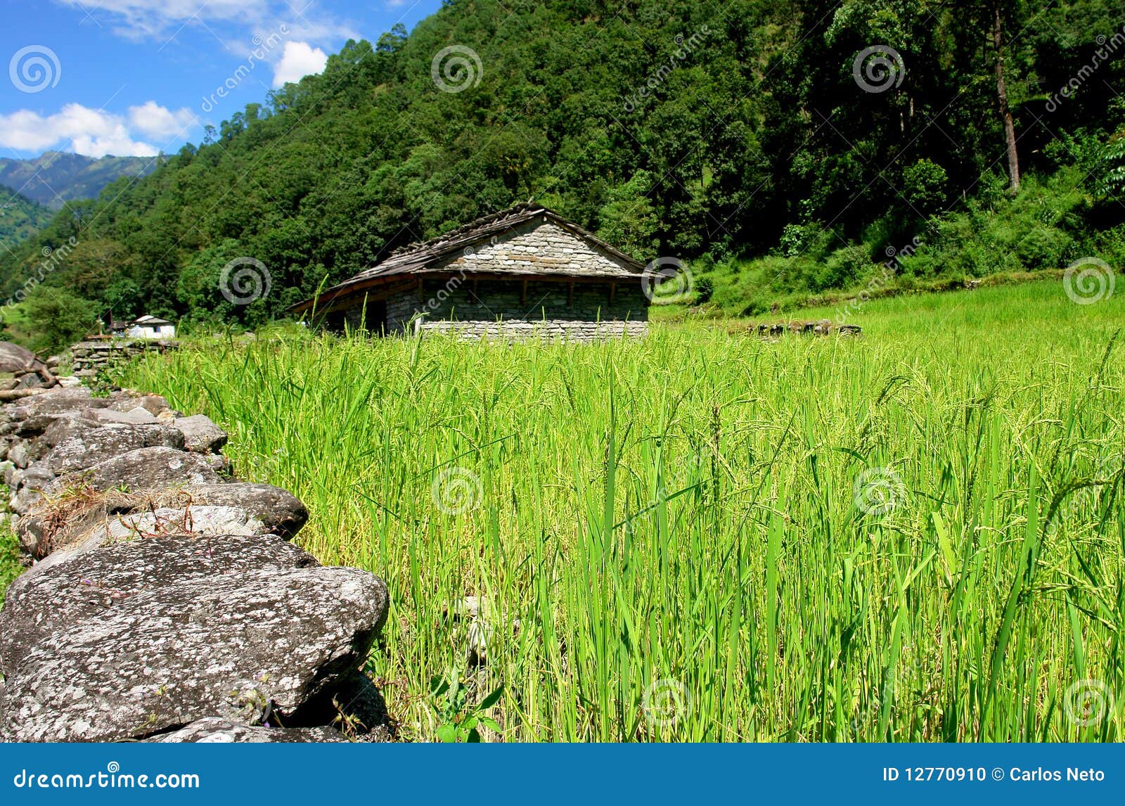 Rice Fields and Village. Himalayan Landscape Stock Photo - Image of ...