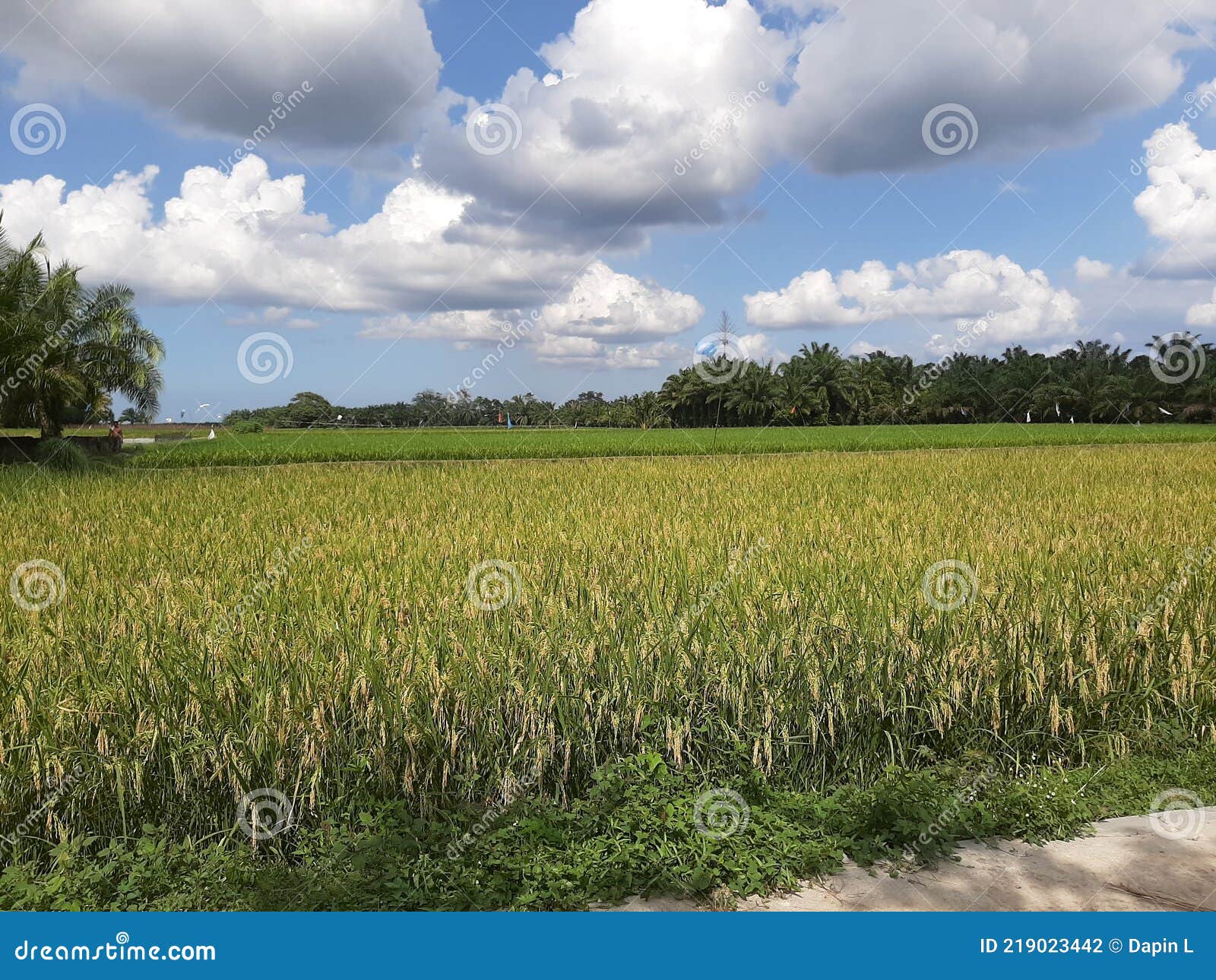 Rice Fields stock photo. Image of rice, island, fields - 219023442