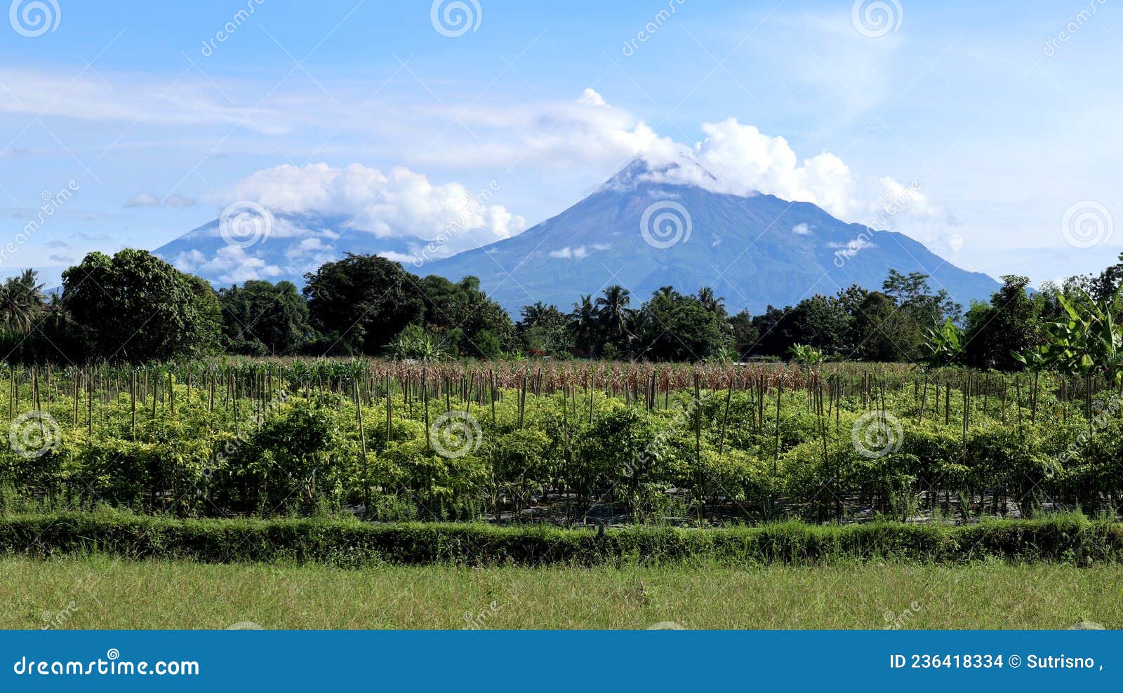 Rice Fields with Volcano Background and Blue Sky. Stock Photo - Image ...