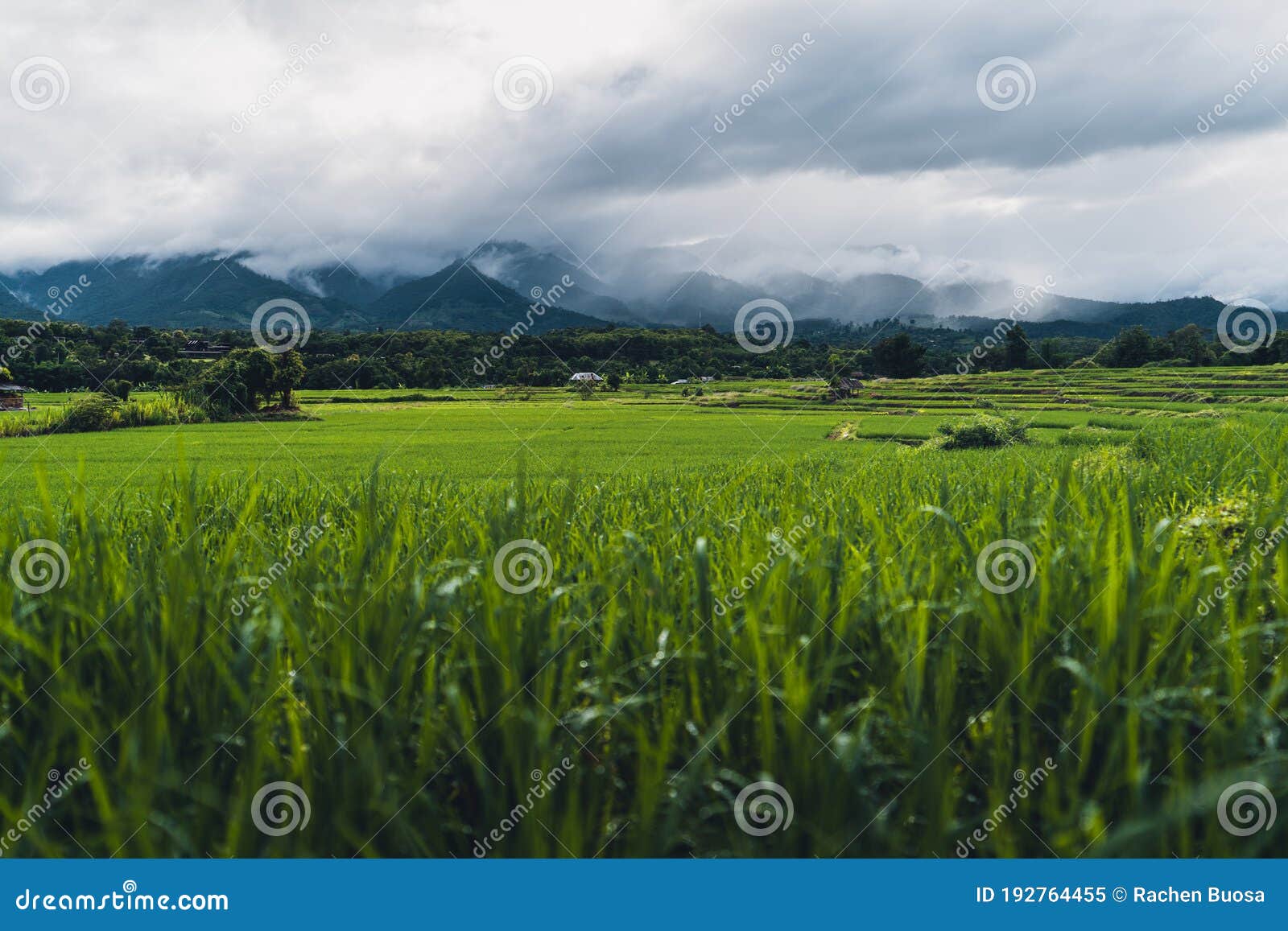 Rice Fields Water in Rice Fields before Planting in the Rainy Season ...