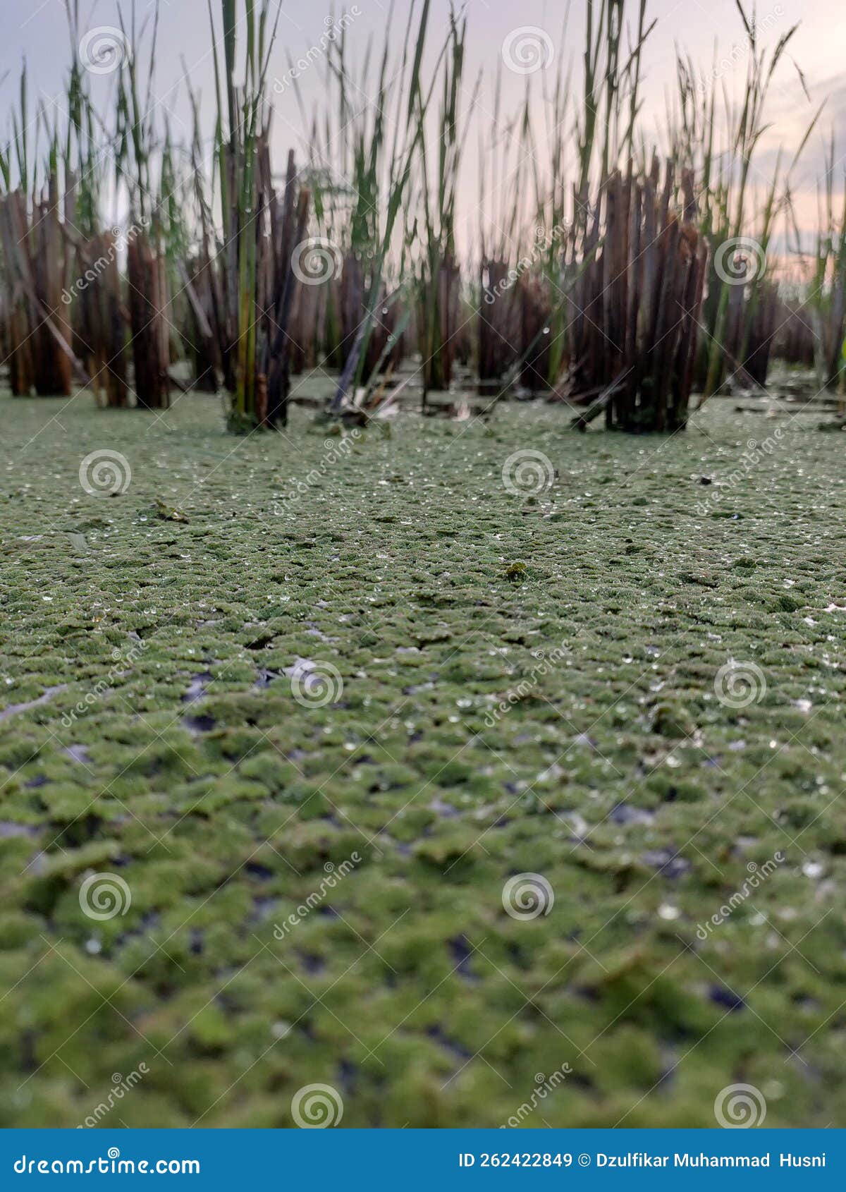 Rice Fields, Which Have Been Harvested with Weed Crops Stock Image ...