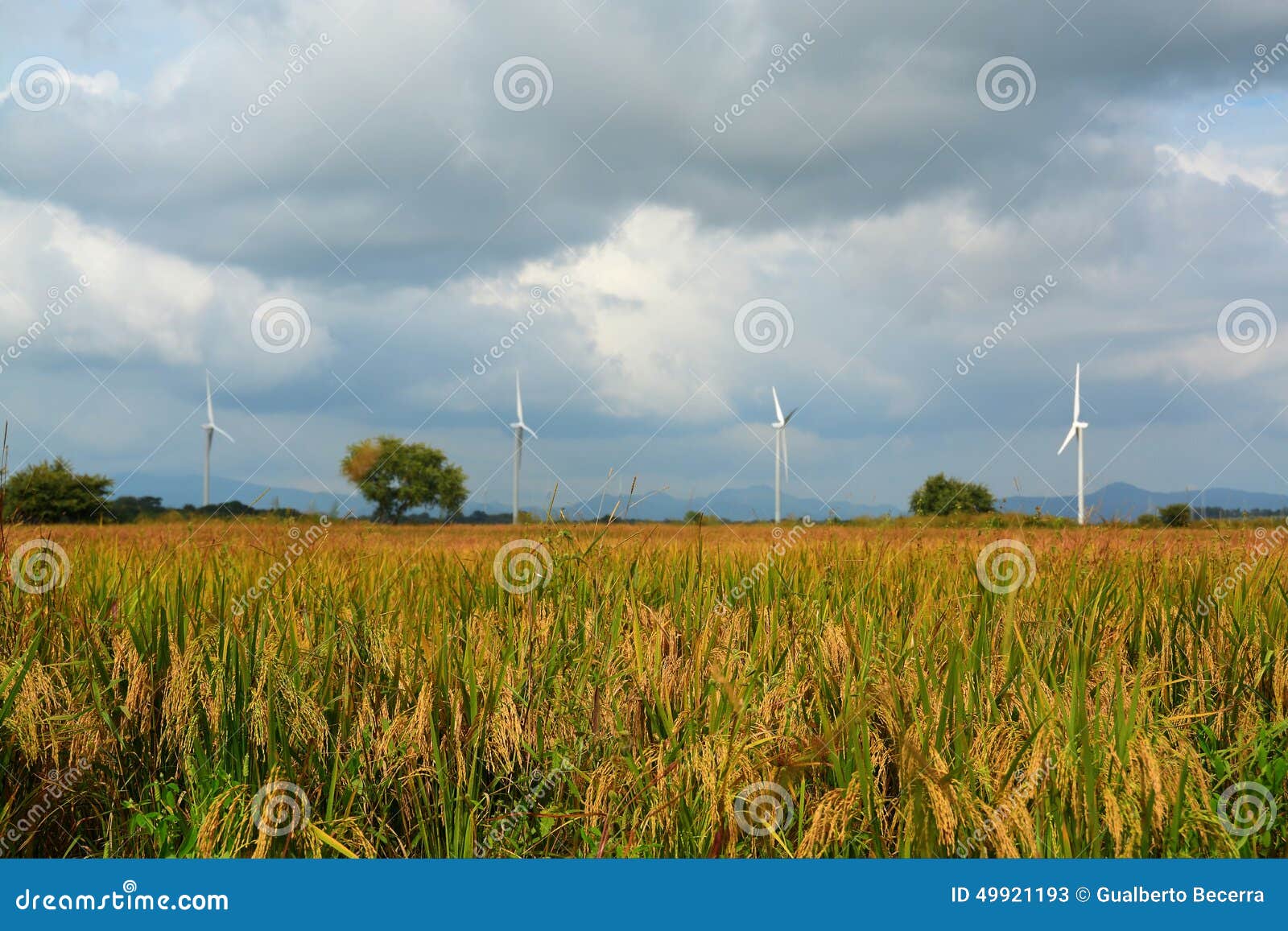 Rice Fields and Wind Turbines Stock Image - Image of harvest ...