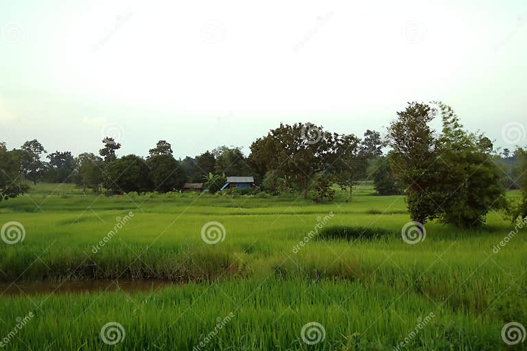 Rice Fields in Worm Light in Thailand Waiting for Harvest Stock Photo ...