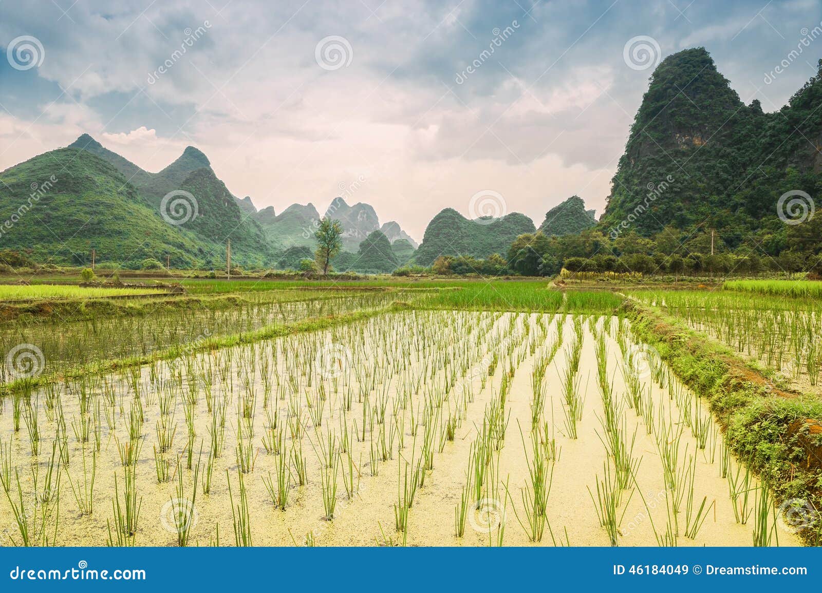 Rice fields Yangshuo stock image. Image of distribution - 46184049