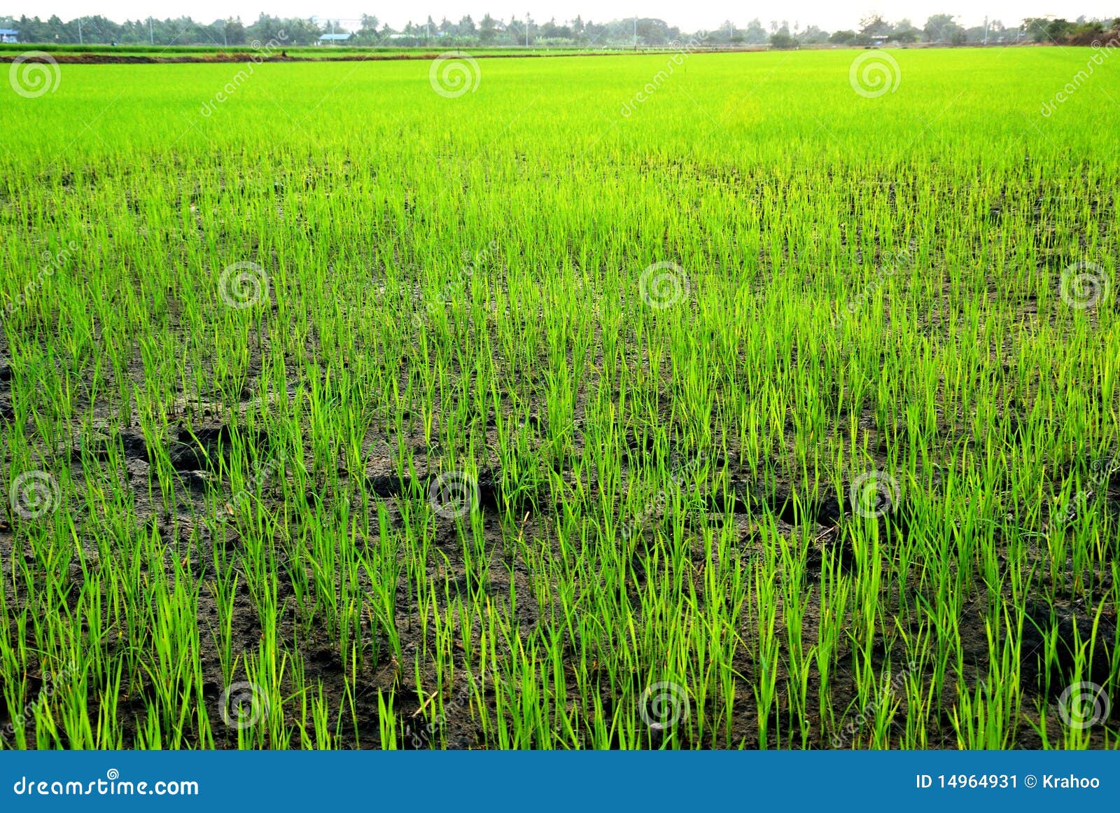 Rice filed stock image. Image of agricolture, asian, campaign - 14964931
