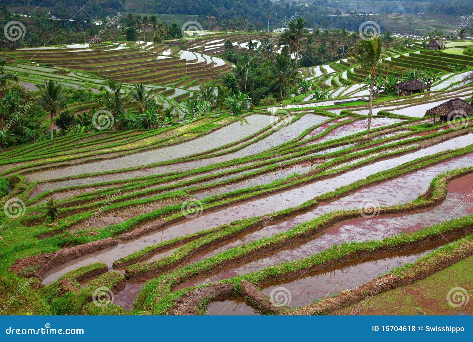 Rice filed stock photo. Image of destination, meadow - 15704618