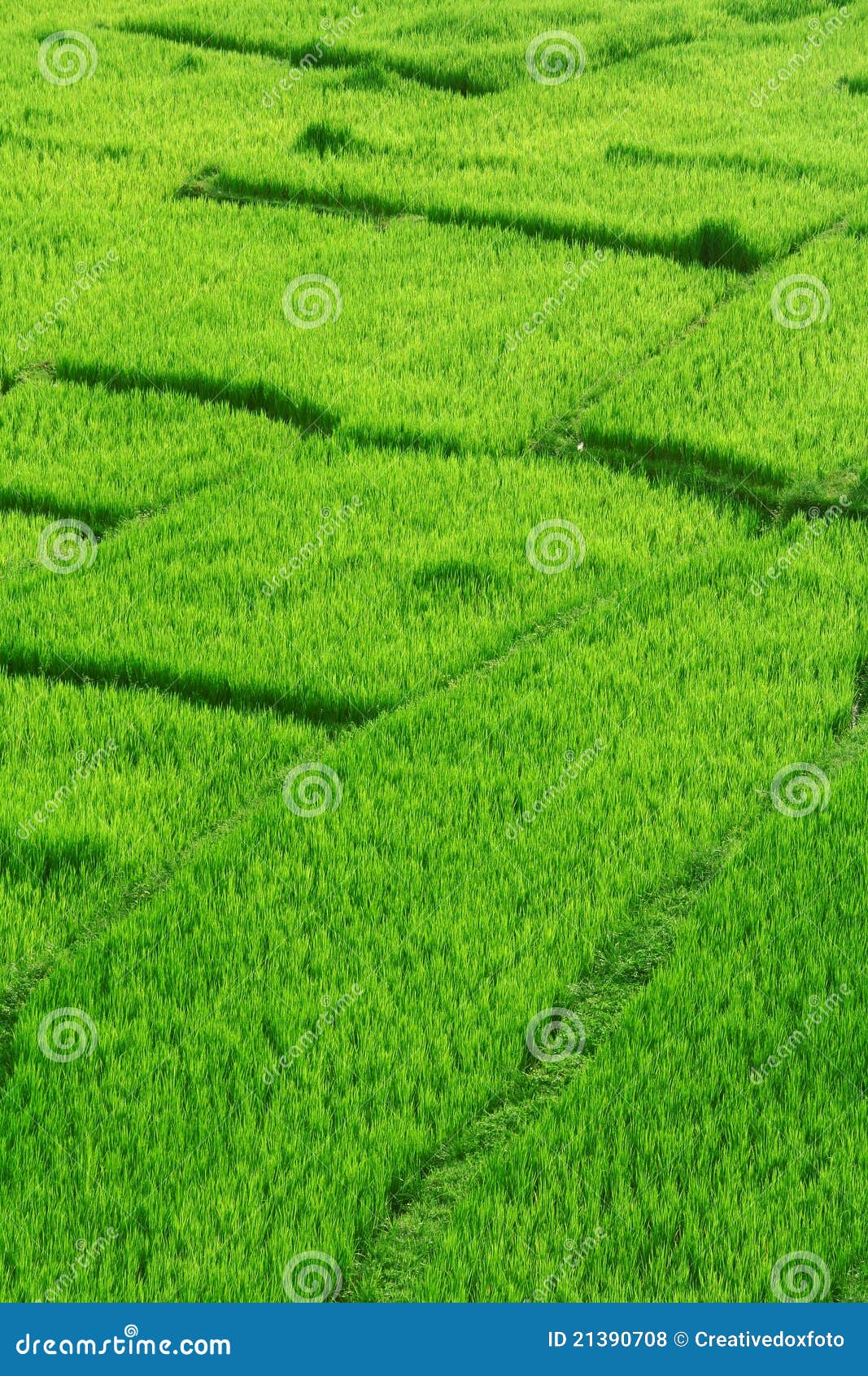 Rice filed stock photo. Image of city, staple, asian - 21390708