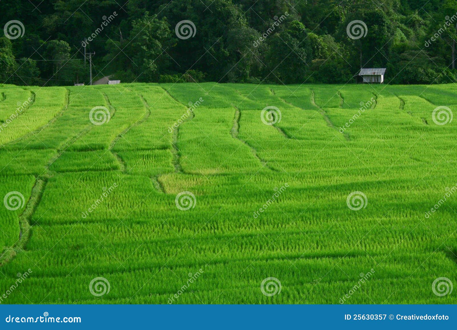 Rice filed stock image. Image of plant, husk, field, grass - 25630357