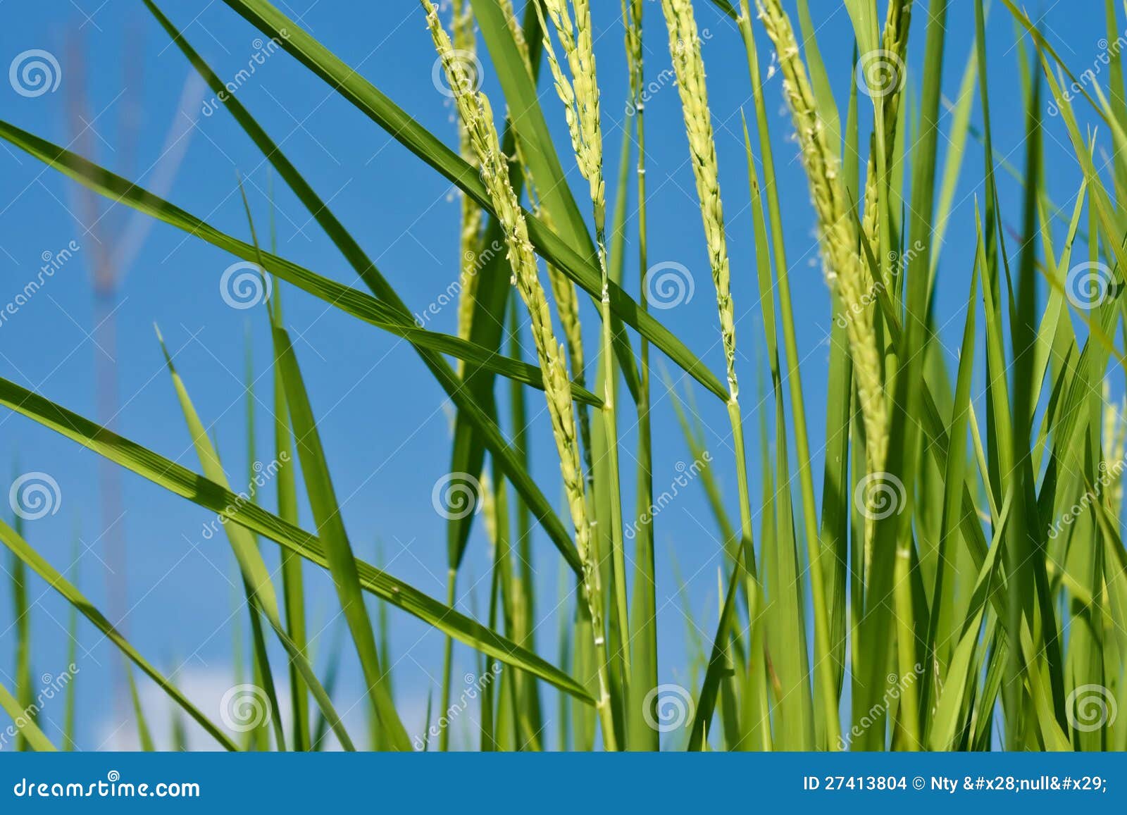 Rice filed stock photo. Image of flora, agriculture, grain - 27413804