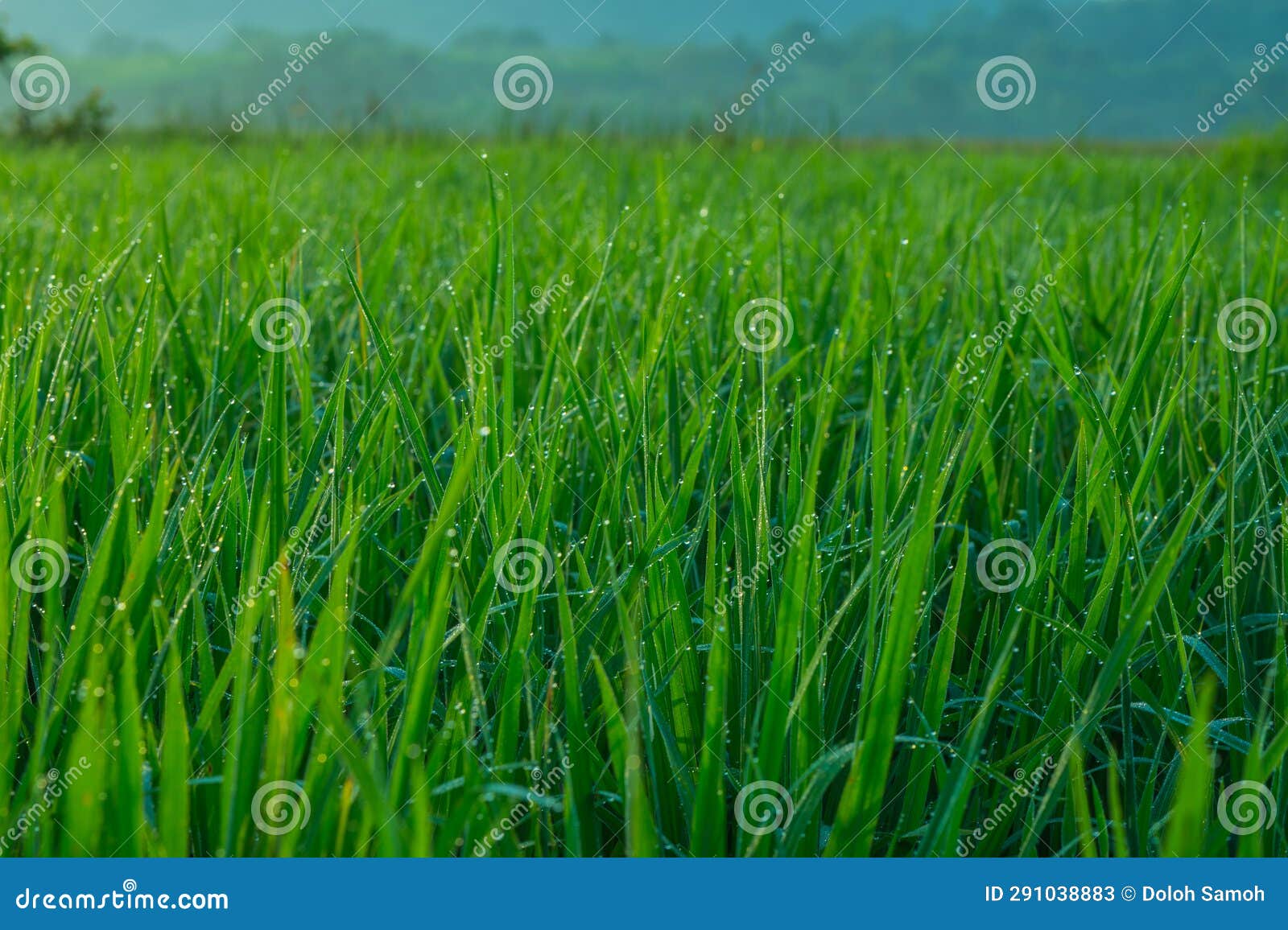 Rice filed stock image. Image of plain, plant, food - 291038883