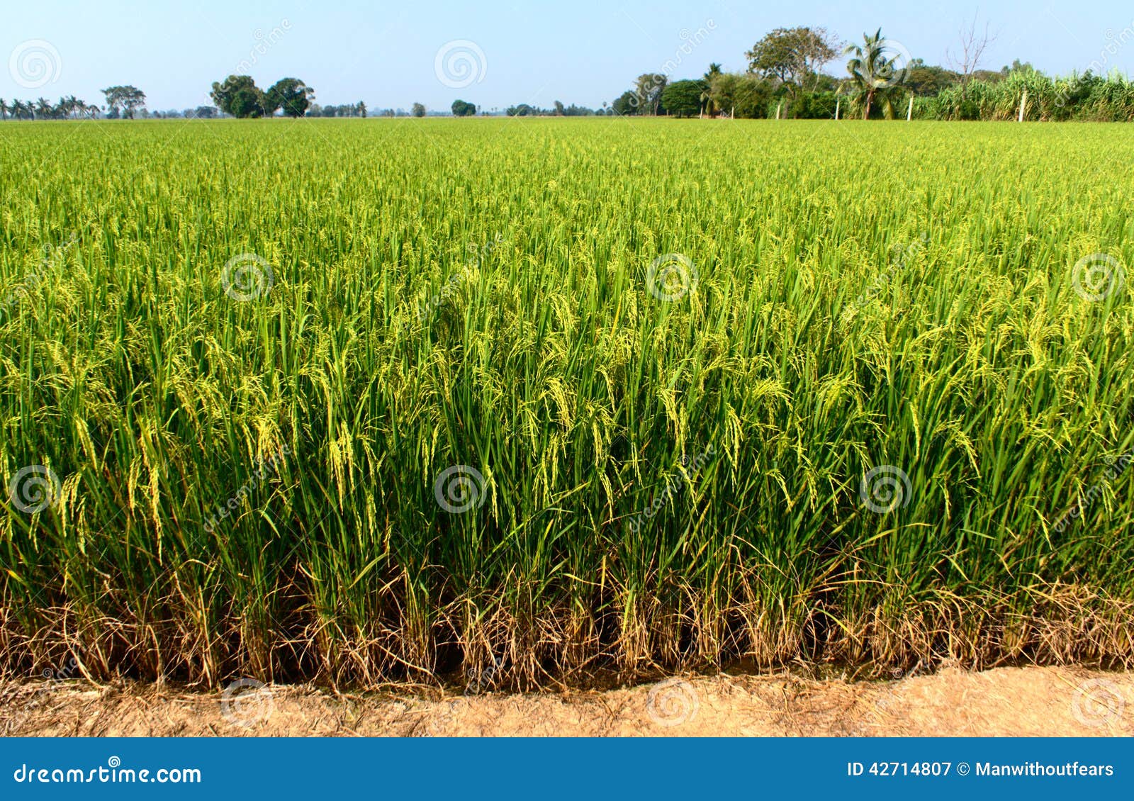 Rice Filed stock image. Image of greenery, field, filed - 42714807