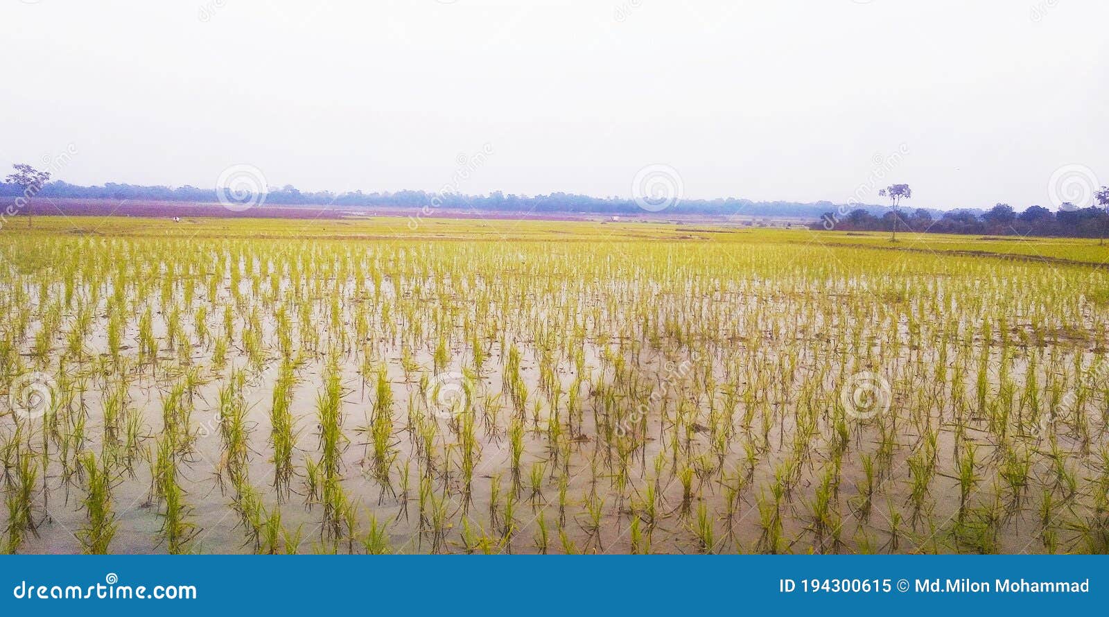 Rice filed natural stock image. Image of field, steppe - 194300615