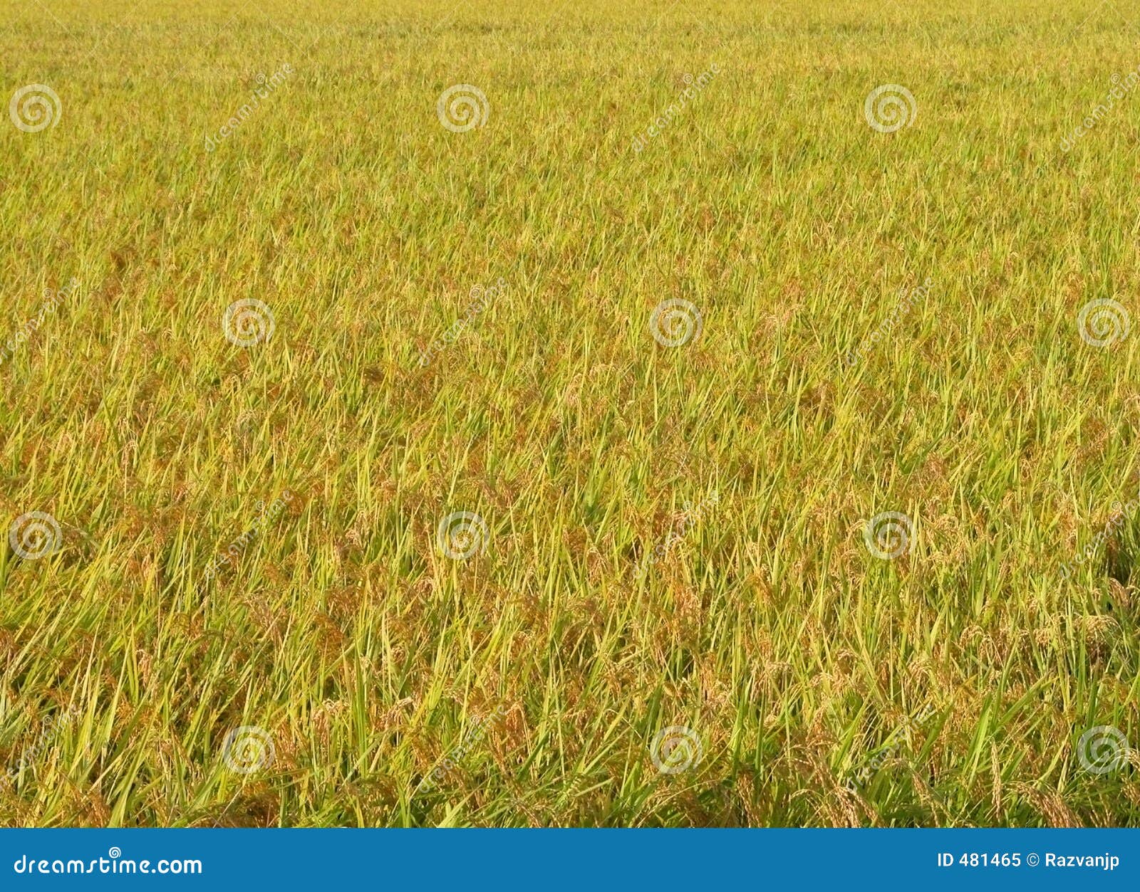 Rice filed texture stock image. Image of japan, texture - 481465