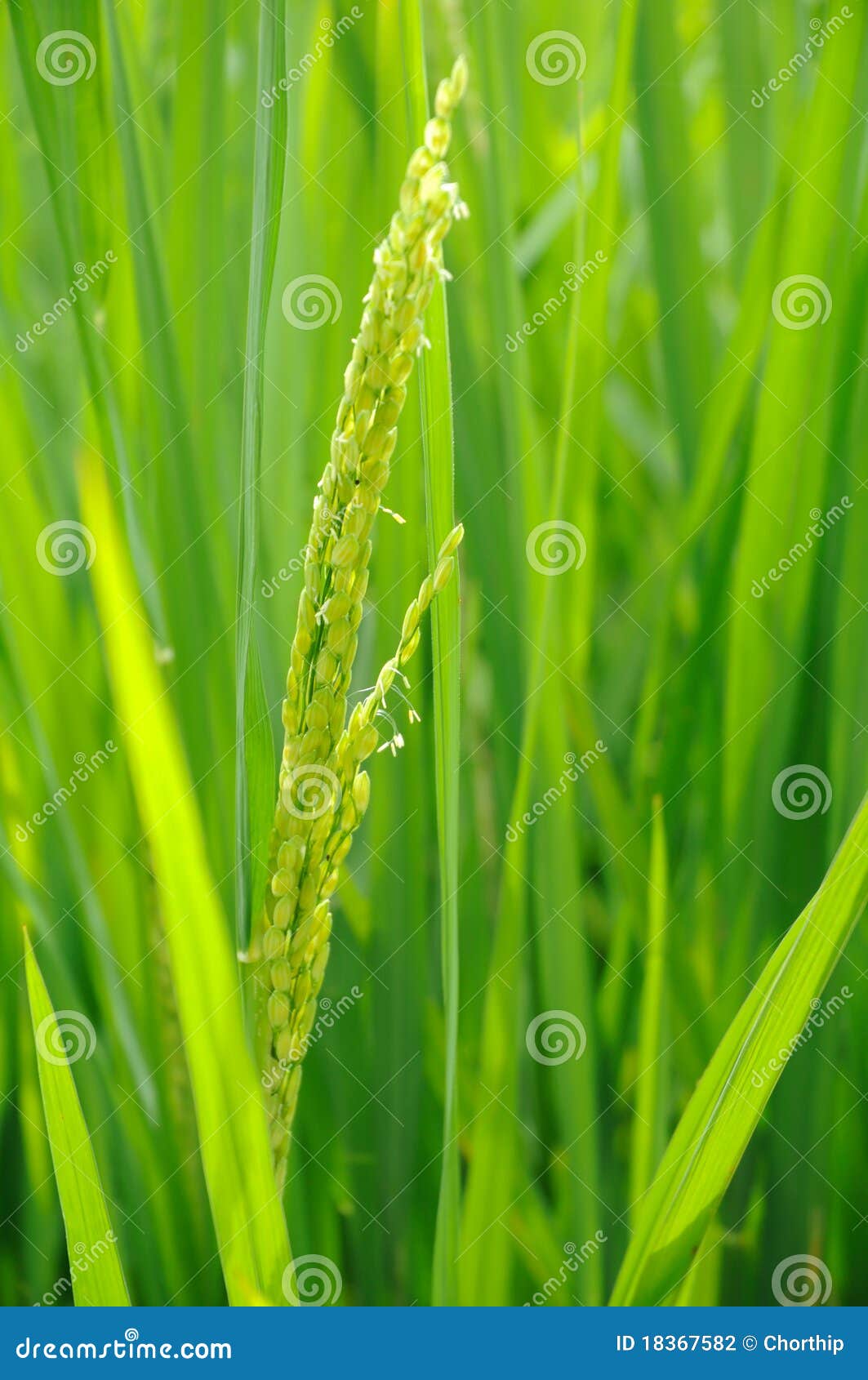 Rice flower stock photo. Image of freshness, nature, flowerr - 18367582