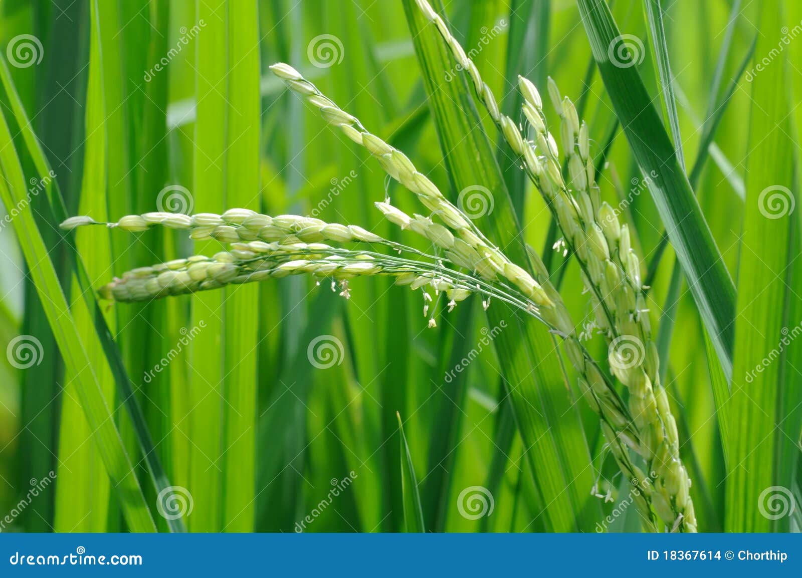 Rice flower stock photo. Image of grain, macro, green - 18367614