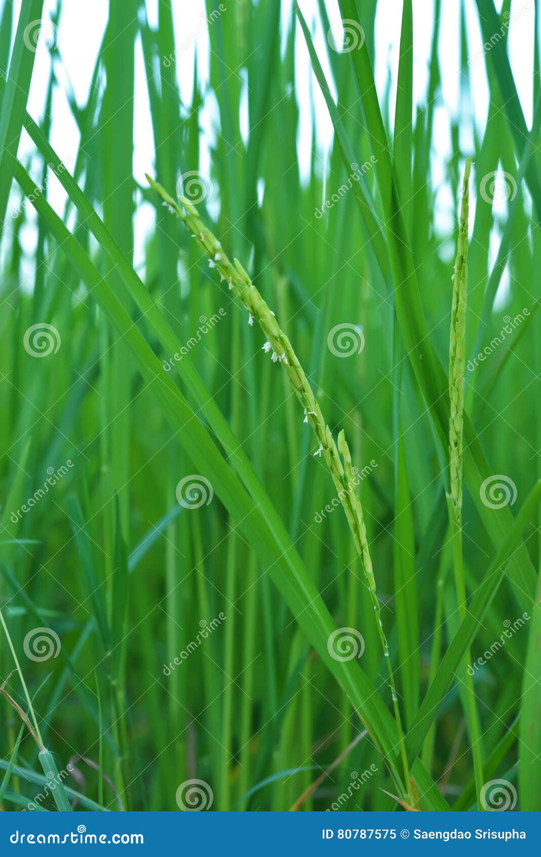 Rice flower. stock image. Image of crop, flat, farm, green - 80787575