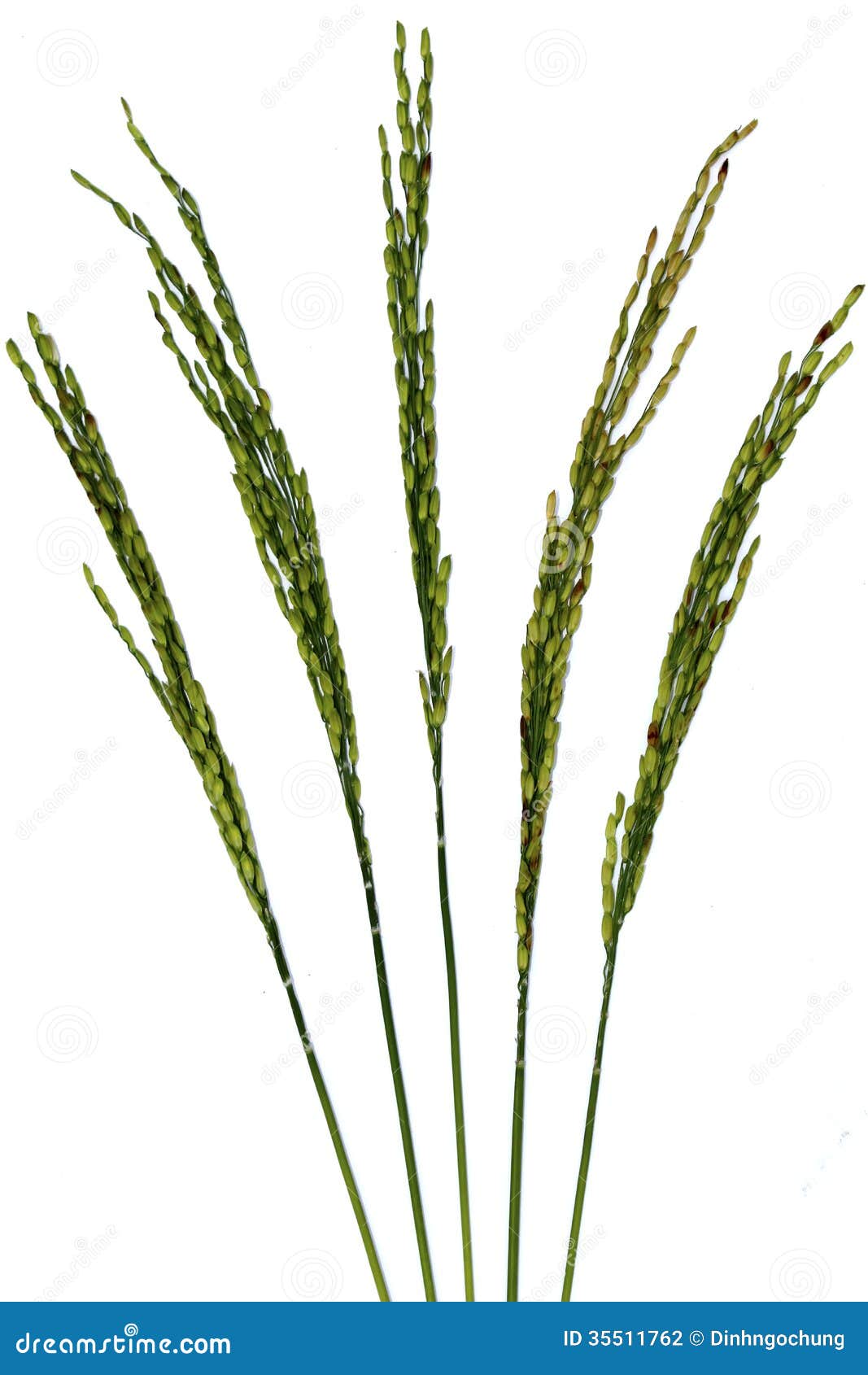 Rice Flower Isolated on White Background Stock Photo - Image of ...