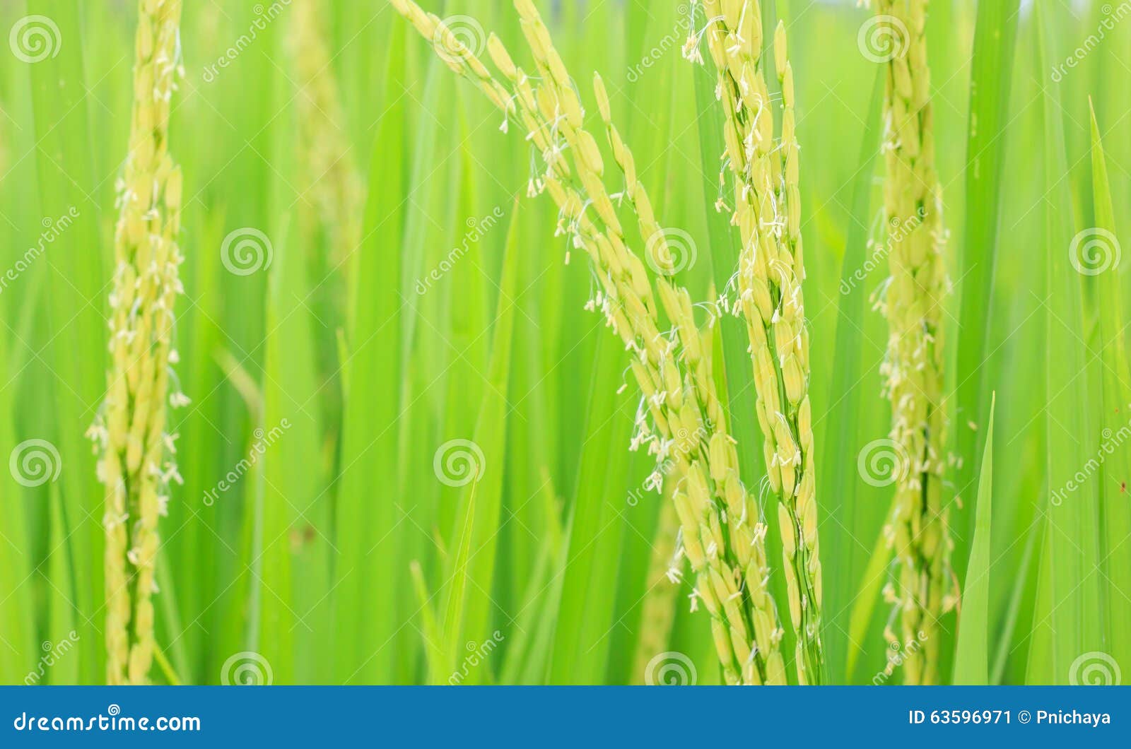 Rice flower stock image. Image of plant, grain, asian - 63596971