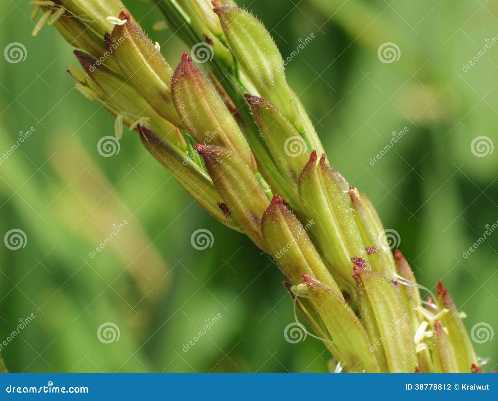 Rice flowering stock photo. Image of oryza, thailand - 38778812