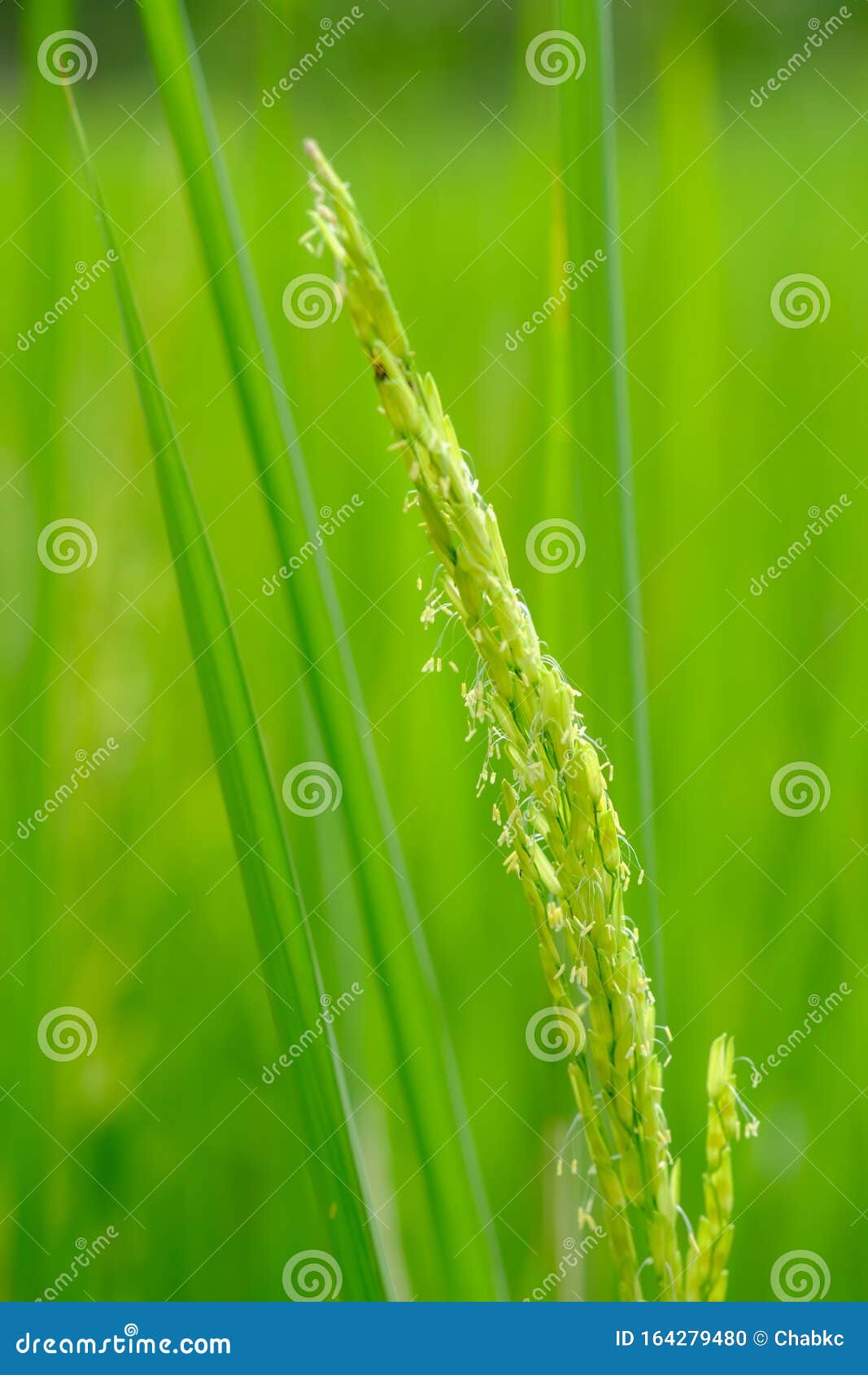 Rice flowering stock photo. Image of crop, farm, flowers - 164279480
