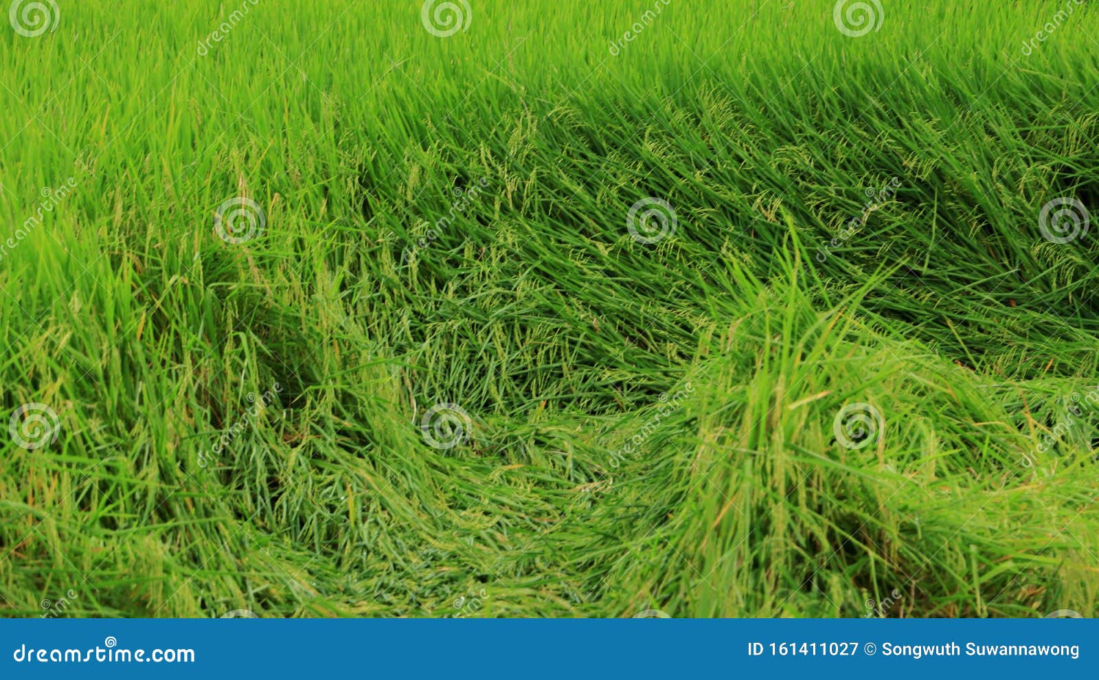 Rice Flowering in the Field. Some Rice is Falling by the Wind Stock ...