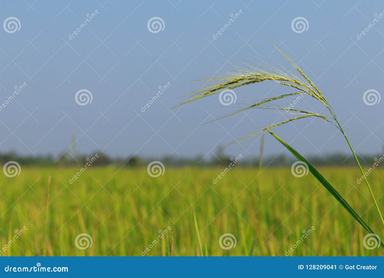 Rice Flowering in the Fields at Morning. Stock Image - Image of closeup ...