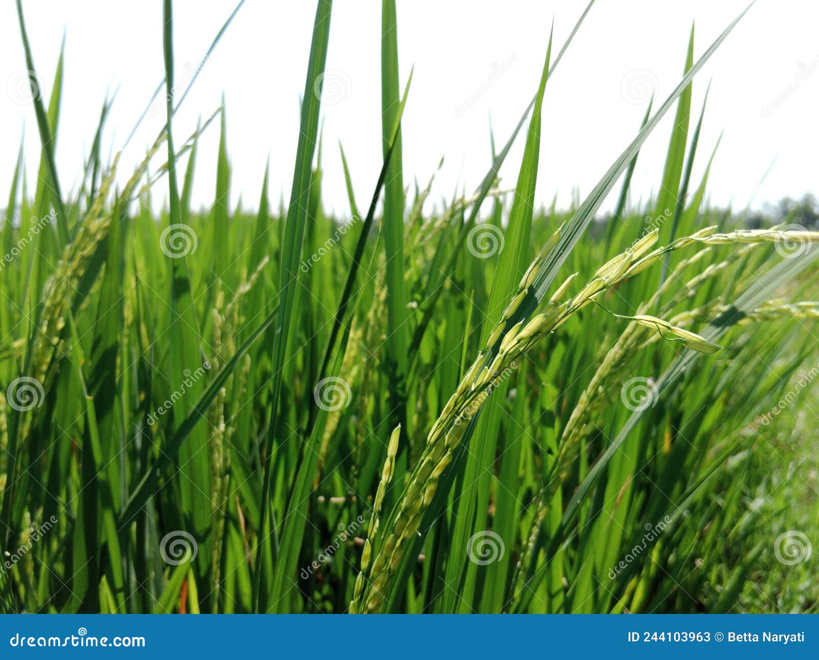 Rice Flowering Phase. the Leaves are Light Green Stock Image - Image of ...