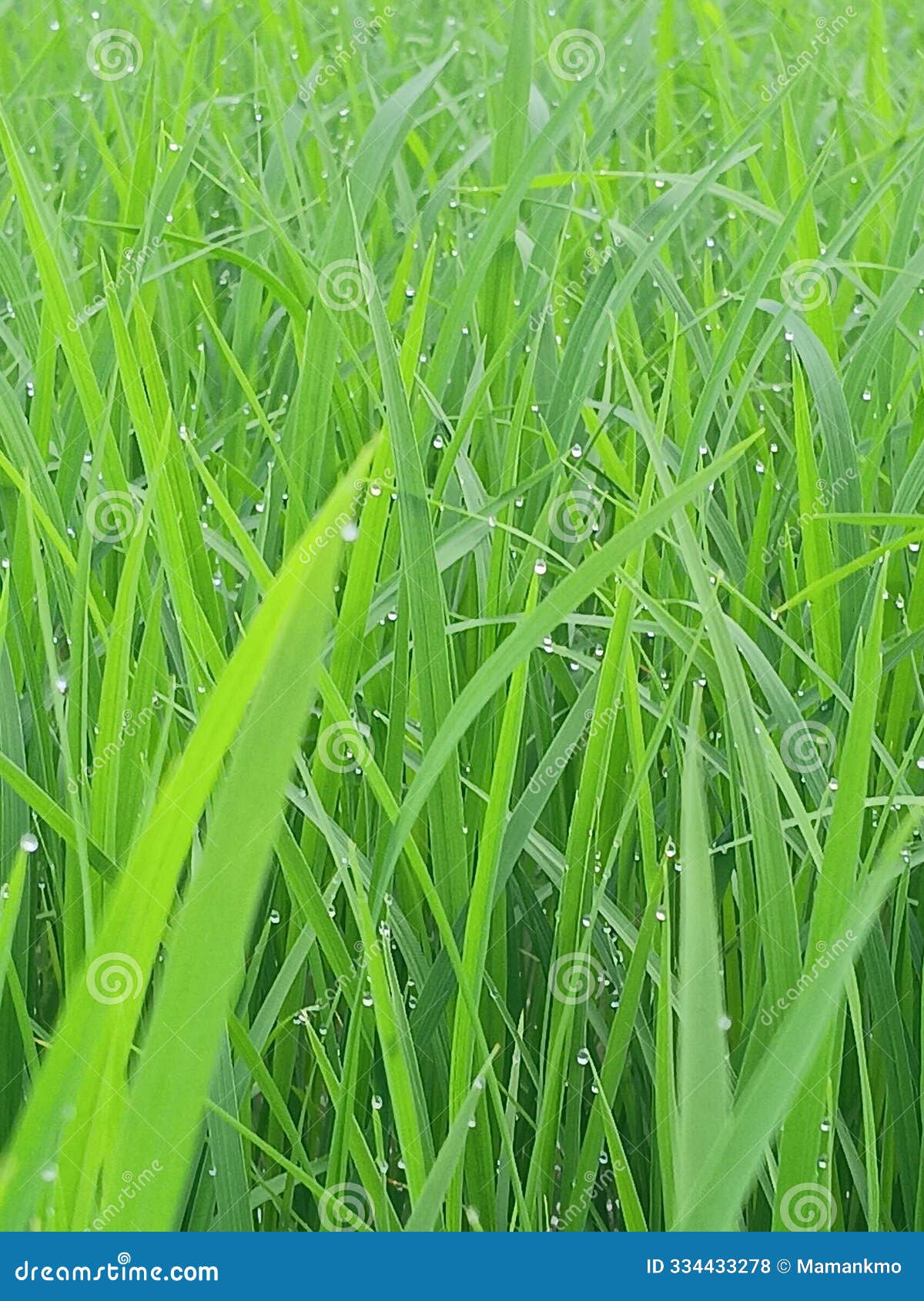 Rice food crop farming stock photo. Image of green, line - 334433278
