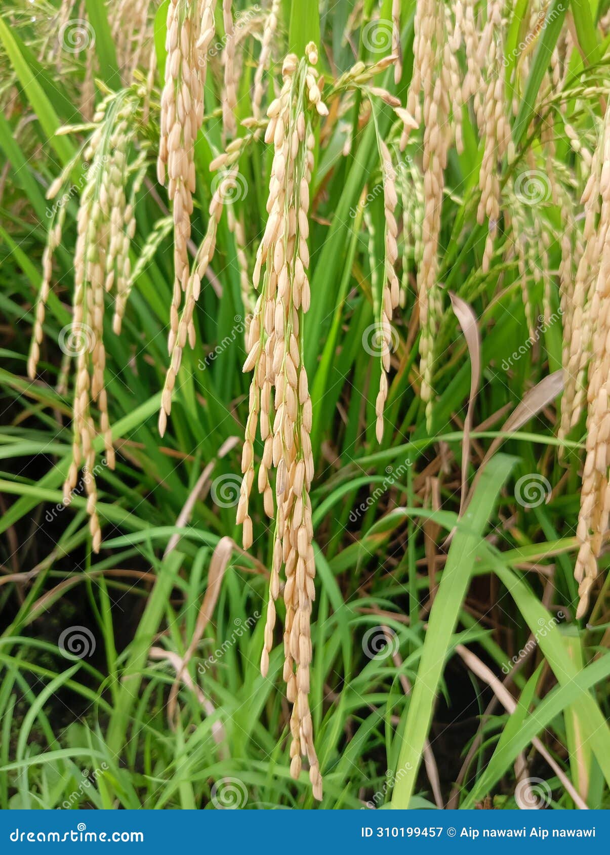Rice Fruit that Has Started To Turn Yellow Stock Image - Image of tree ...